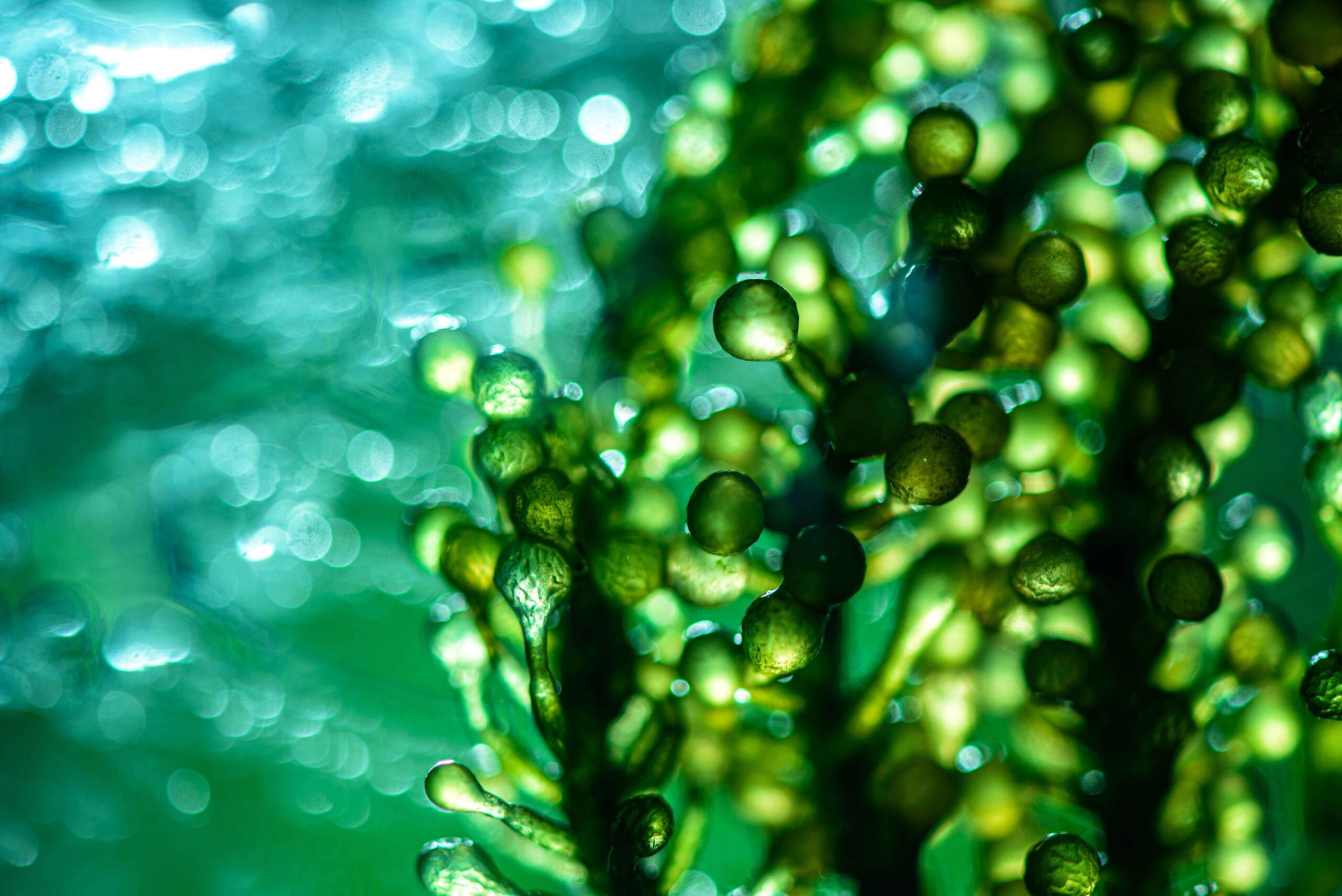 Supplier for algae ingredients - Algae Ventures